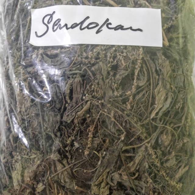Jual Daun Sendok kering 500gr - Daun Sendokan - Ki urat | Shopee Indonesia