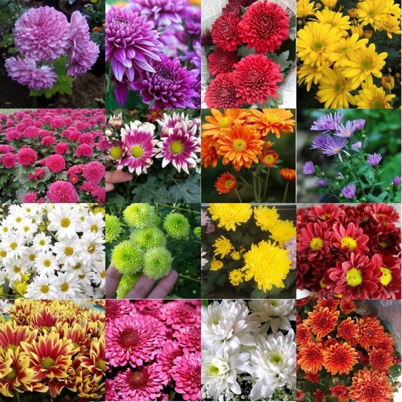 Jual Bunga KRISAN BUNGA TUMPUK BERBUNGA - Tanaman Hidup Bunga Hias Bunga Krisan Standart - Bunga ...