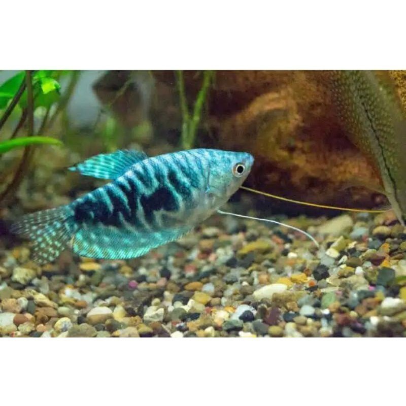 Jual Sepat Biru rosbi ( CAHAYA AQUATIC ) | Shopee Indonesia