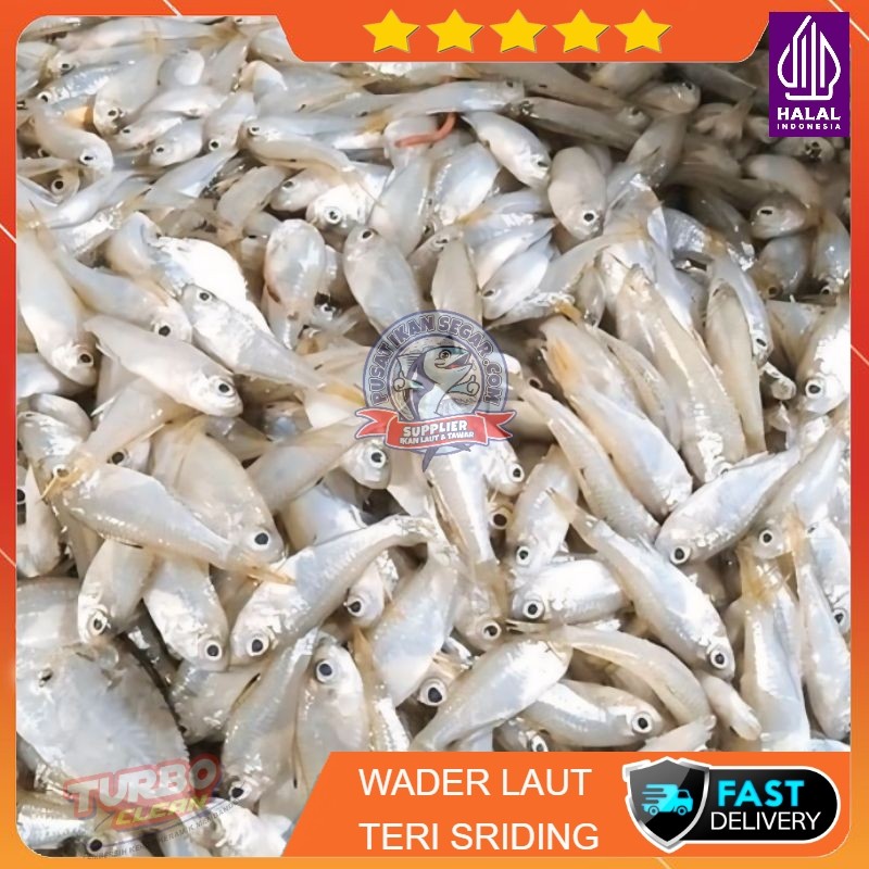 Jual IKAN WADER LAUT | TERI SRIDING - FRESH BERSIH TERMURAH | Shopee ...
