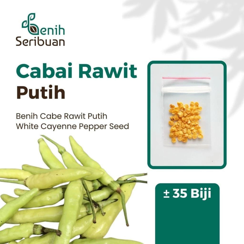 Jual 35 Biji Benih Cabe Rawit Putih Merunduk Bibit Cabai Unggul Tanaman ...