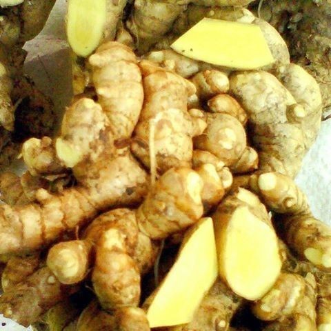 Jual Temu Mangga atau Curcuma alba obat Kanker 1 kg | Shopee Indonesia