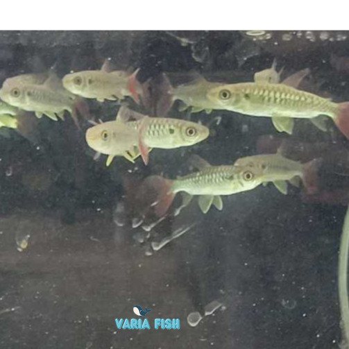 Jual Ikan Hias Pink Tail Chalceus 8-11 cm tankmate | Shopee Indonesia