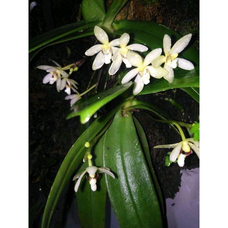 Jual Anggrek peteroceras palidum - anggrek mini wangi Lembur_kuring ...