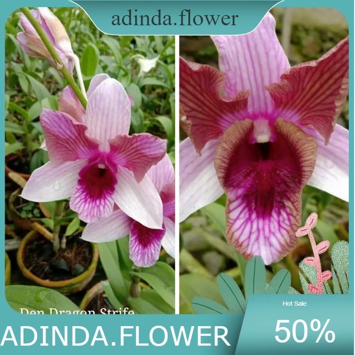 Jual Anggrek Dendrobium Dragon Strife | Shopee Indonesia