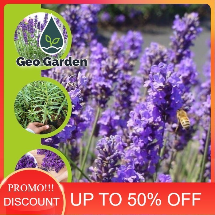 Jual bibit tanaman hias bunga lavender pengusir nyamuk | Shopee Indonesia