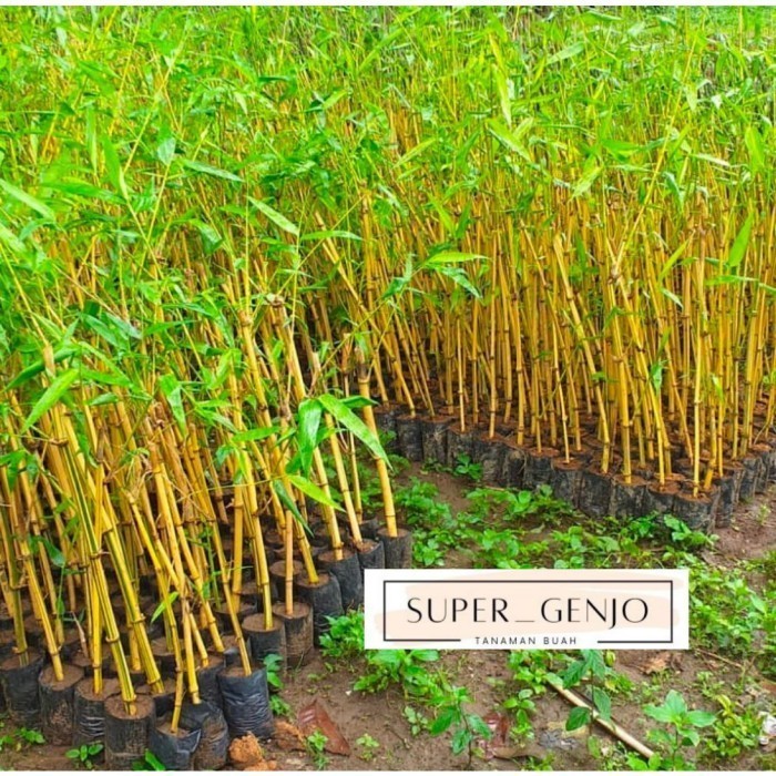 Jual Bibit Tanaman Hias Bambu Kuning Mini / Bambu Jepang Super 70cm ...