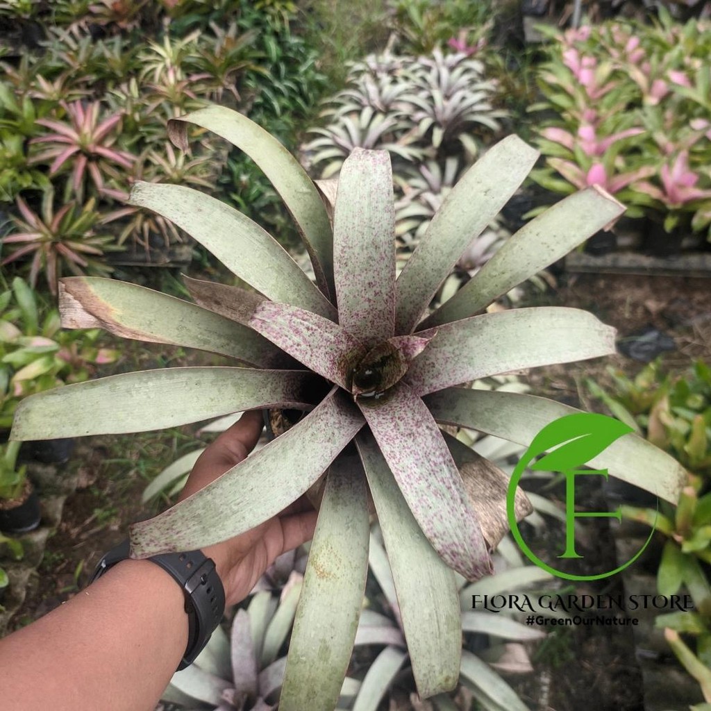Jual Tanaman Hias Bromelia Neoregelia Vriesea Saundersii / Bromelia ...