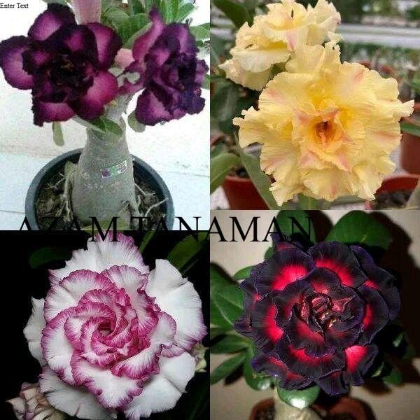 Jual A.F Paket 4 bonsai adenium bunga tumpuk - bibit Adenium Kamboja ...