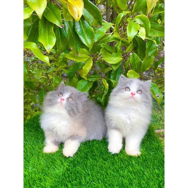 Jual KUCING PERSIA KITTEN PERSIA KUCING PERSIA FLATNOSE KUCING HIMALAYA ...