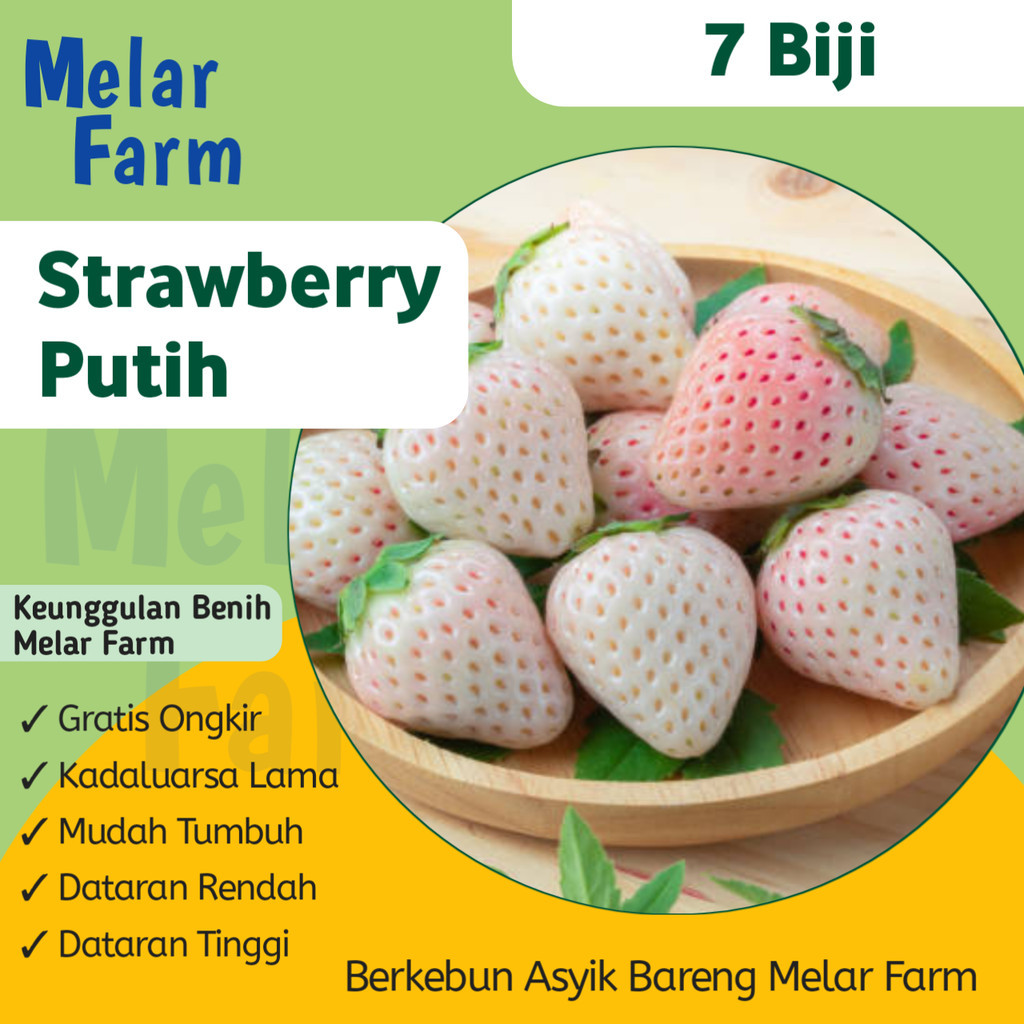 Jual Melar Farm - 10 Bibit Buah Strawberry Putih Unggul | Shopee Indonesia