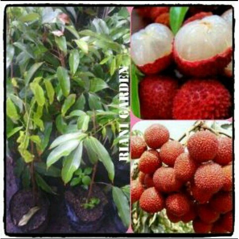 Jual BIBIT BUAH LECI(LYCHEE) | Shopee Indonesia