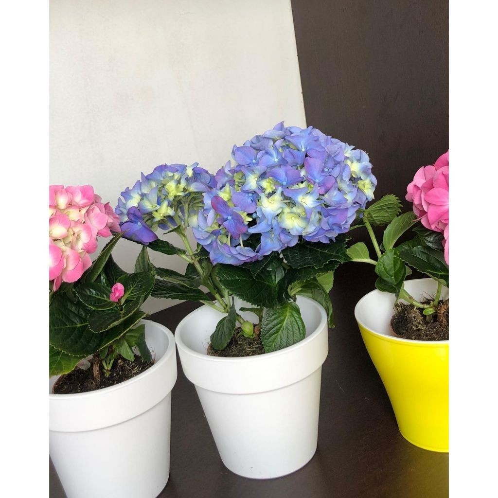Jual TANAMAN HIAS HIDUP HORTENSIA BORONDONG Bunga Besar Tanaman Hidup ...