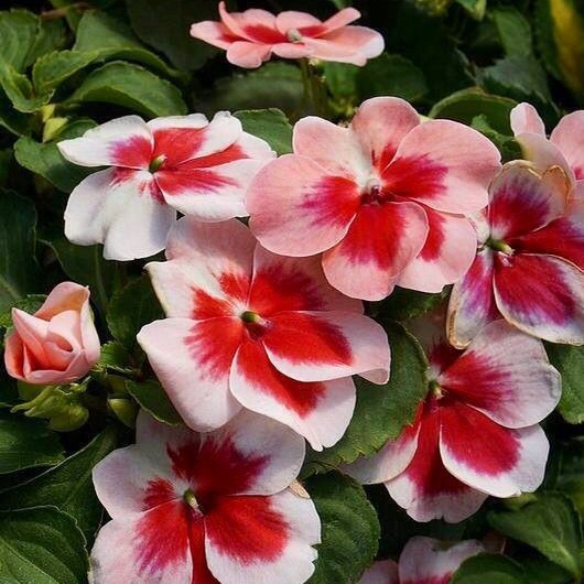Jual tanaman hias tapak dara vinca bunga merah pink | Shopee Indonesia