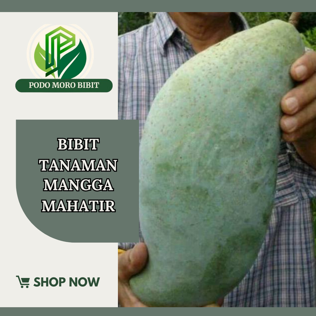 Jual bibit mangga mahatir okulasi tanaman buah- pohon mangga mahatir | Shopee Indonesia