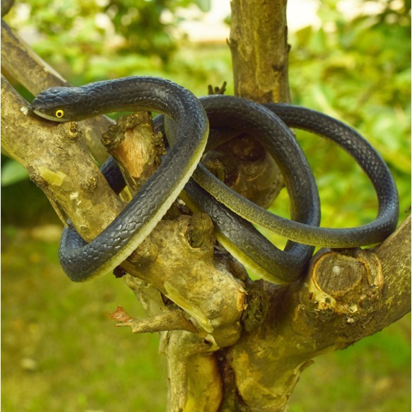 Jual FASN 80 cm fake snake ULAR MAINAN TOY karet palsu mainan prank ...