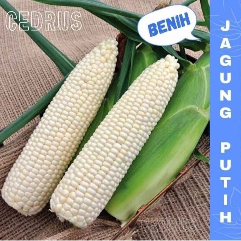 Jual 1000GR BENIH JAGUNG PUTIH KETAN PULUT SNP GARDEN SEED | Shopee ...