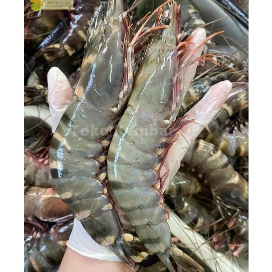 Jual Udang Segar 1Kg Udang Tiger Udang Windu Udang Pancet udang Besar ...