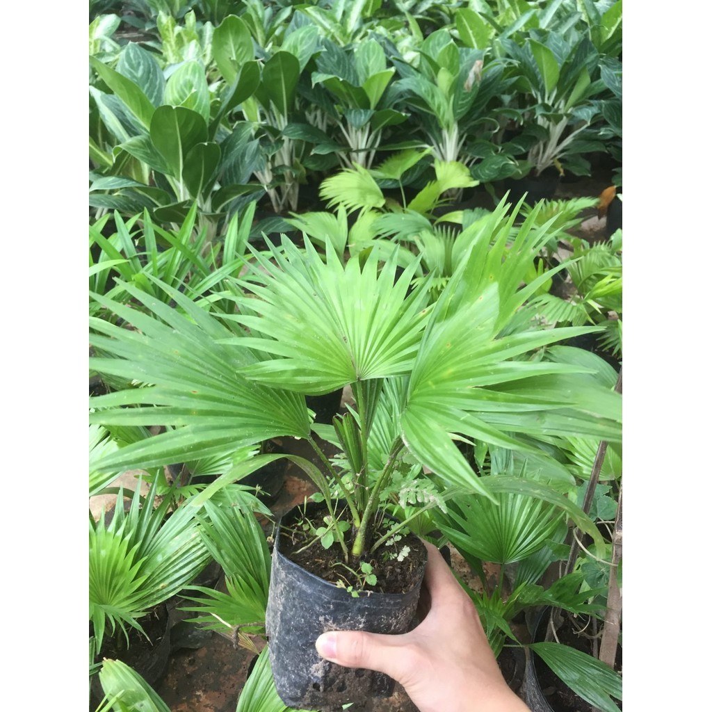 Jual Tanaman Hidup Indoor PALEM BINTANG-Tanaman Hias Pohon Palem ...