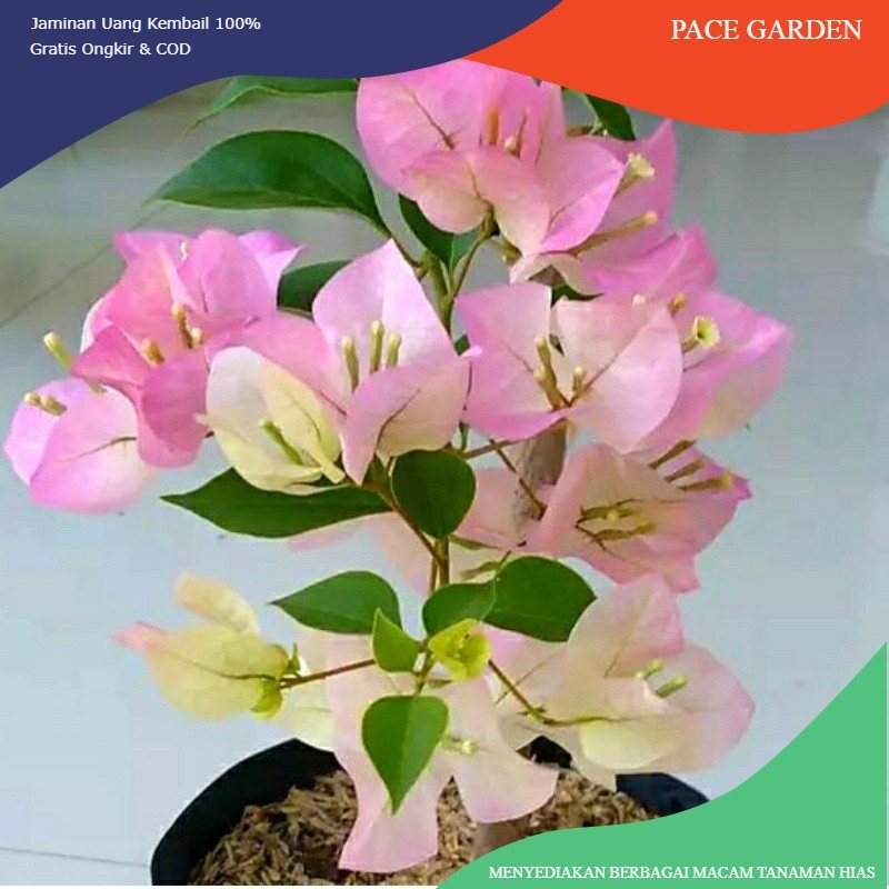 Jual Bunga Bougenville Bengawan Solo | Shopee Indonesia