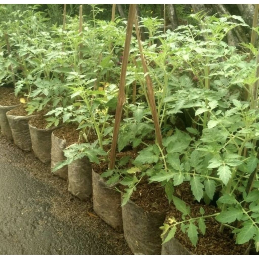 Jual Pohon Tomat Sayur Bibit tanaman pohon buah tomat sayur | Shopee ...