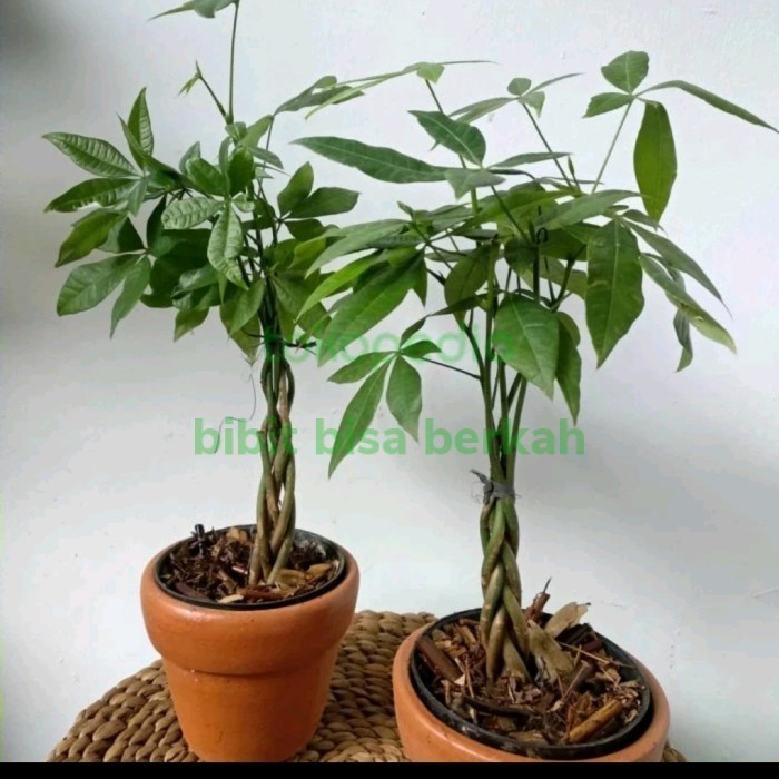 Jual bibit tanaman hias bunga pachira pohon uang pacira kepang 3 duit ...