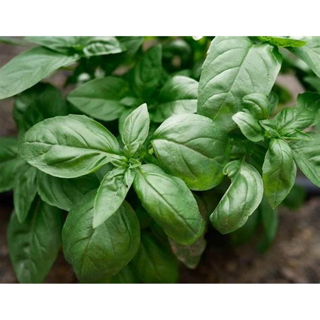 Jual Tanaman Herbal SWEET BASIL - Bibit Tanaman Herbal Rempah Sweet ...