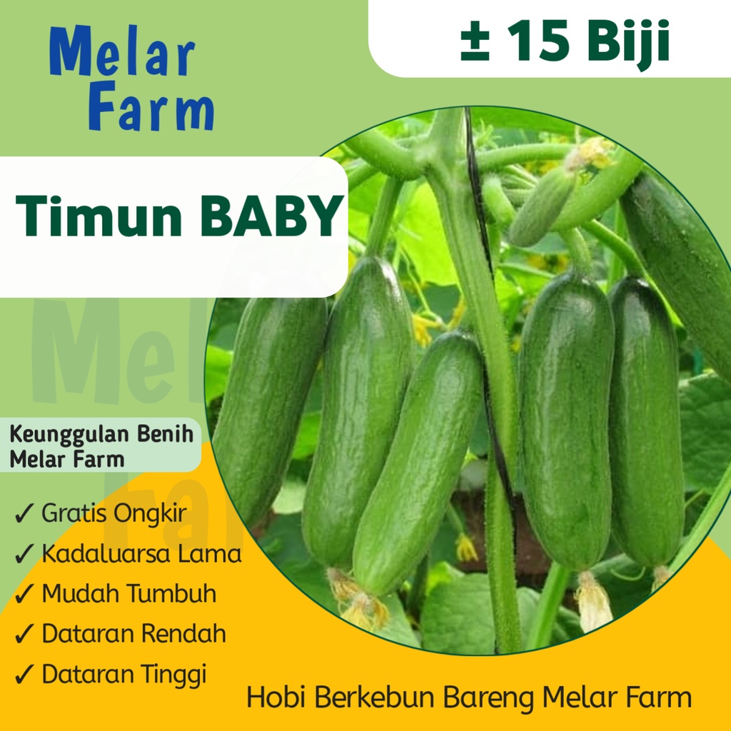 Jual Melar Farm - 15 Bibit Sayuran Timun Baby Semi F1 Hibrida | Shopee ...
