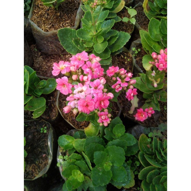 Jual kalanchoe cocor bebek kalancu bunga pink | Shopee Indonesia