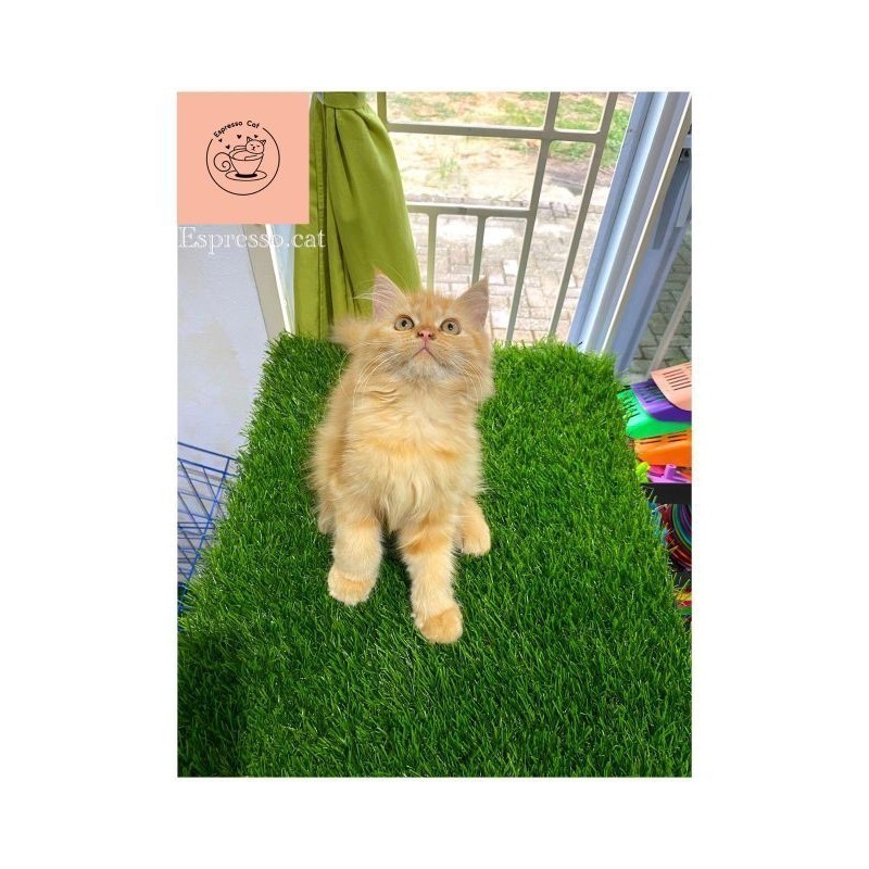 Jual kitten anabul persia,himalaya medium peaknose flatnose sping ...