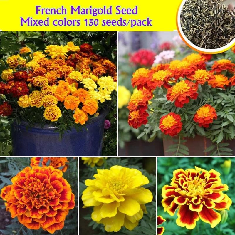 Jual 150 Seeds Benih Biji Marigold mix Color Mixing Bonsai French ...