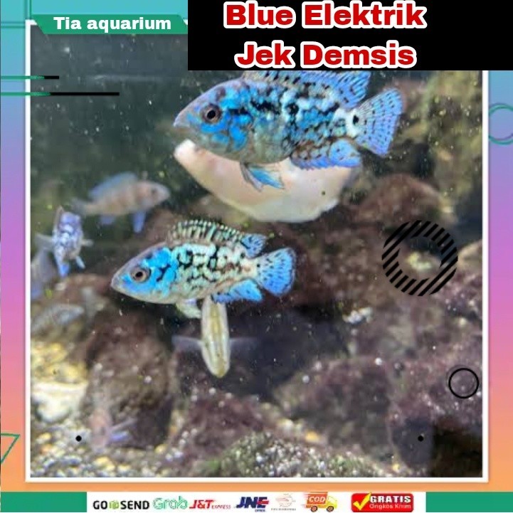 Jual Siklid EBJD elektric blue jack demsei / hiasan aksesoris aquascape ...