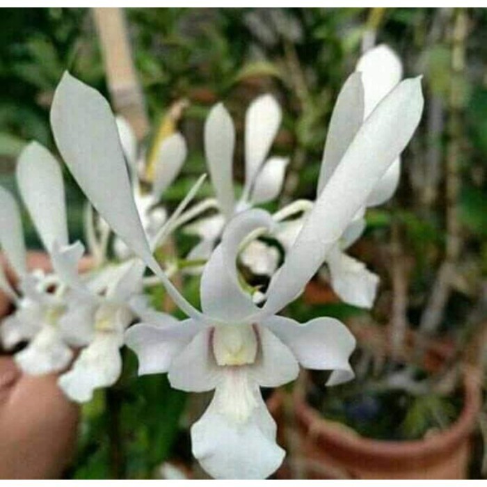 Jual Anggrek Dendrobium Capung Jawa Putih Dewasa | Shopee Indonesia