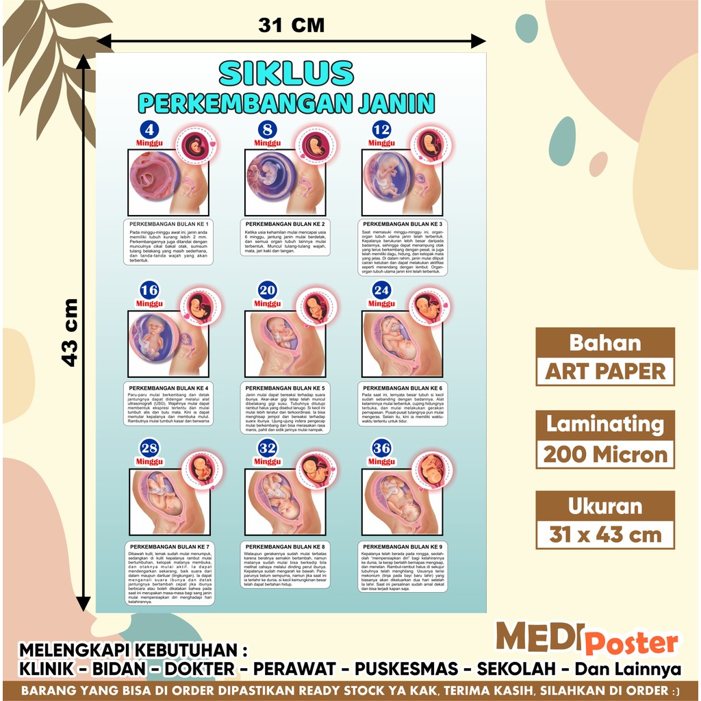 Jual Poster Siklus Perkembangan Janin | Shopee Indonesia