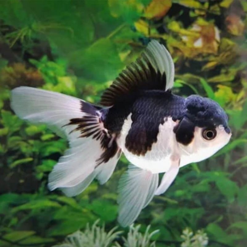 Jual Kebutuhan Ikan Hias Koki Panda Hitam Putih Anakan Koki Panda 4cm ...