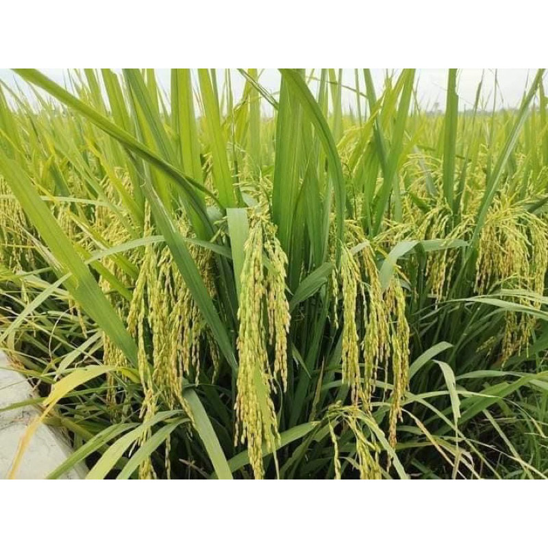 Jual BIBIT PADI PADI DAN BENIH Benih Padi Unggul Ngaos Mawar kemasan ...