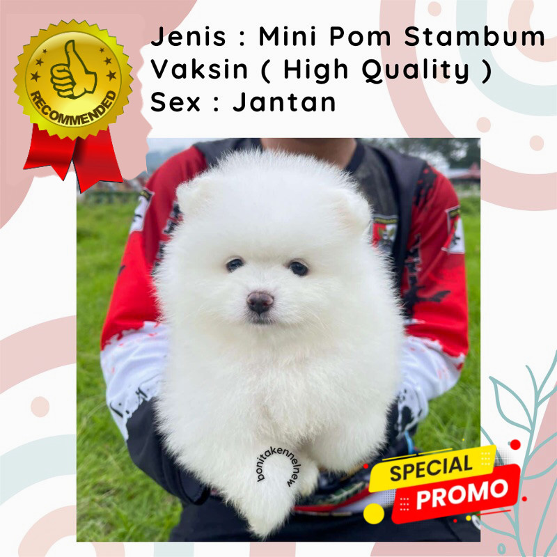 Jual Anak Anjing Mini Pom Stambum Snow White Sable Jantan Mini ...
