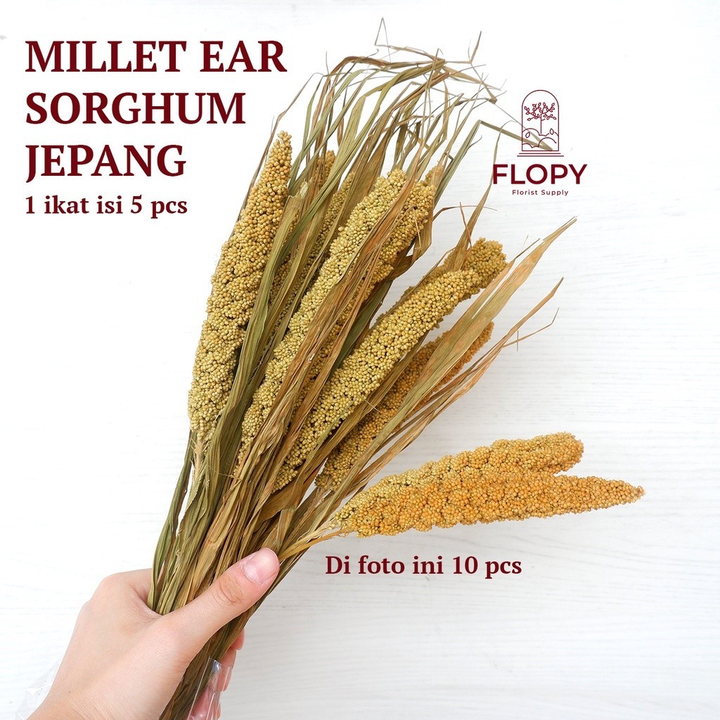 Jual [5 Tangkai] Millet Ear Sorghum Jepang Dried Flower / Bunga Kering ...