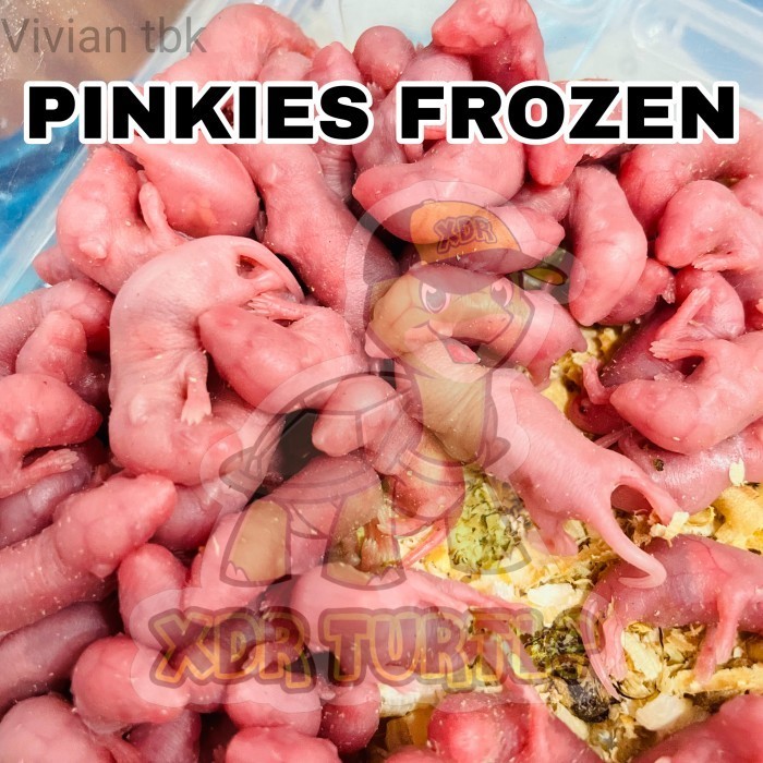 Jual vv PINKIES FROZEN ANAK TIKUS BEKU MAKANAN ULAR KADAL BIAWAK ...