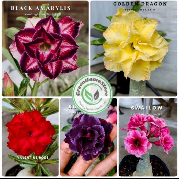 Jual adenium bunga tumpuk paket 5 pohon adenium | Shopee Indonesia