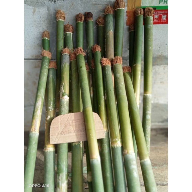 Jual obor bambu Tamiang ringan dan awet untuk paway obor adn | Shopee ...