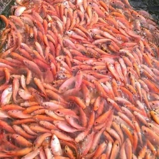 Jual Bibit Ikan Nila Terlengkap & Harga Terbaru Agustus 2024 | Shopee ...