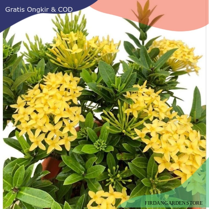 Jual TANAMAN HIAS SOKA KUNING - TANAMAN HIAS ASOKA BUNGA KUNING ...