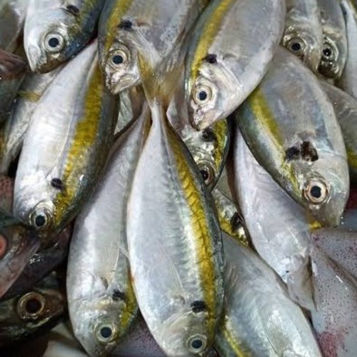 Jual Ikan Selar Segar 500gr | Shopee Indonesia