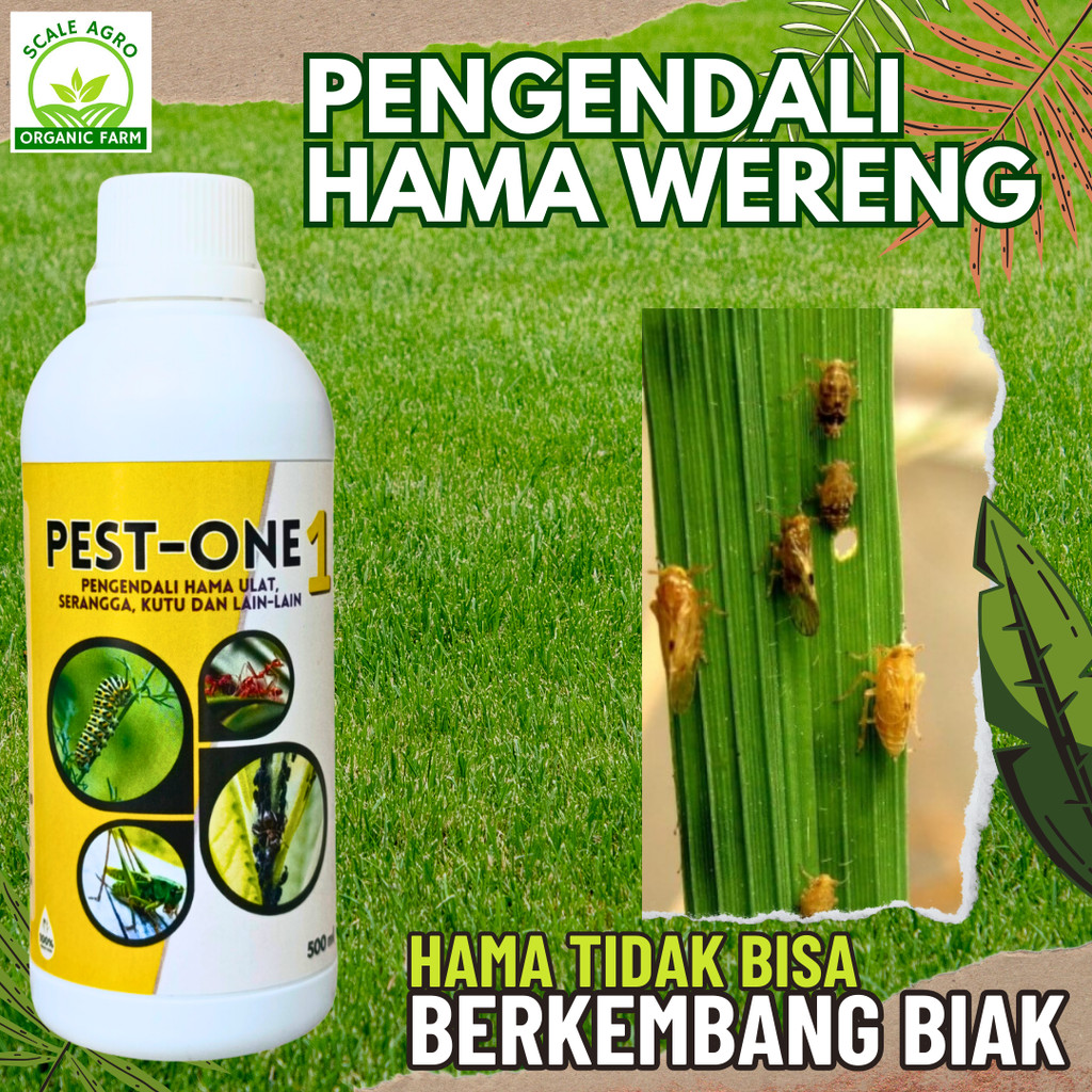 Jual obat hama wereng paling ampuh, obat pembasmi hama wereng padi ...