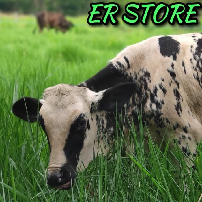 Jual Benih rumput Brachiaria decumbens / Benih rumput pakan ternak ...