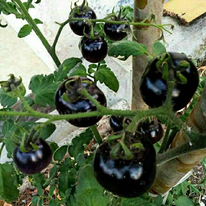 Jual Tanaman Tomat Hitam Penangkal Diabetes-Tomat Hitam Super | Shopee ...