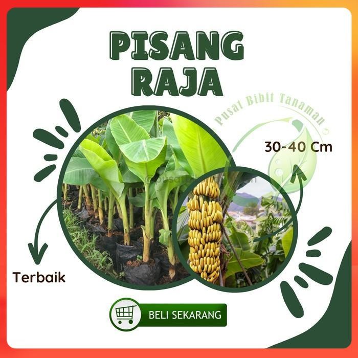 Jual Bibit tanaman pisang raja sajen kualitas terbaik | Shopee Indonesia
