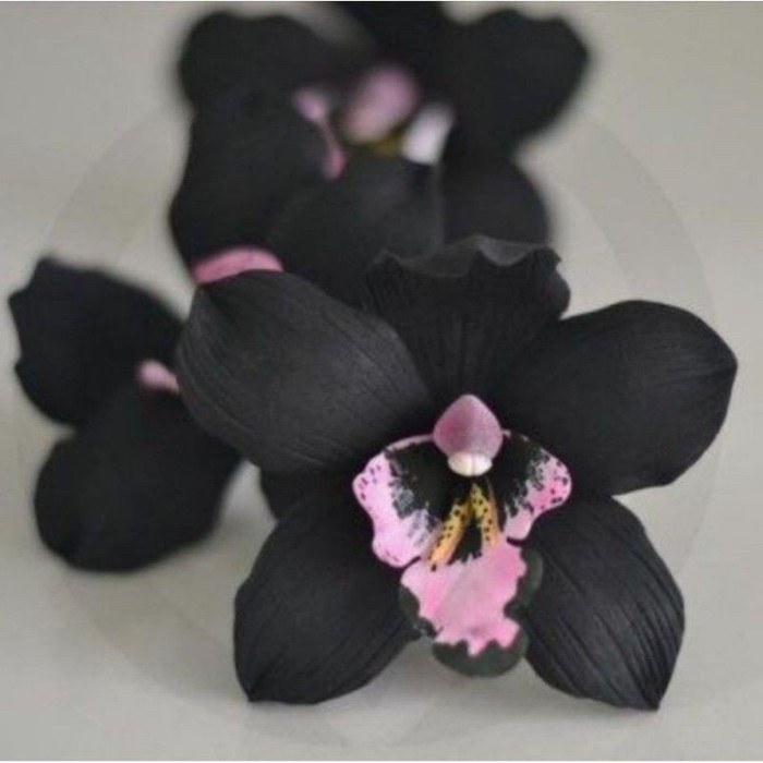 Jual Tanaman Hias ANGGREK DENDROBIUM BLACK PAPUA - Tanaman hidup ...