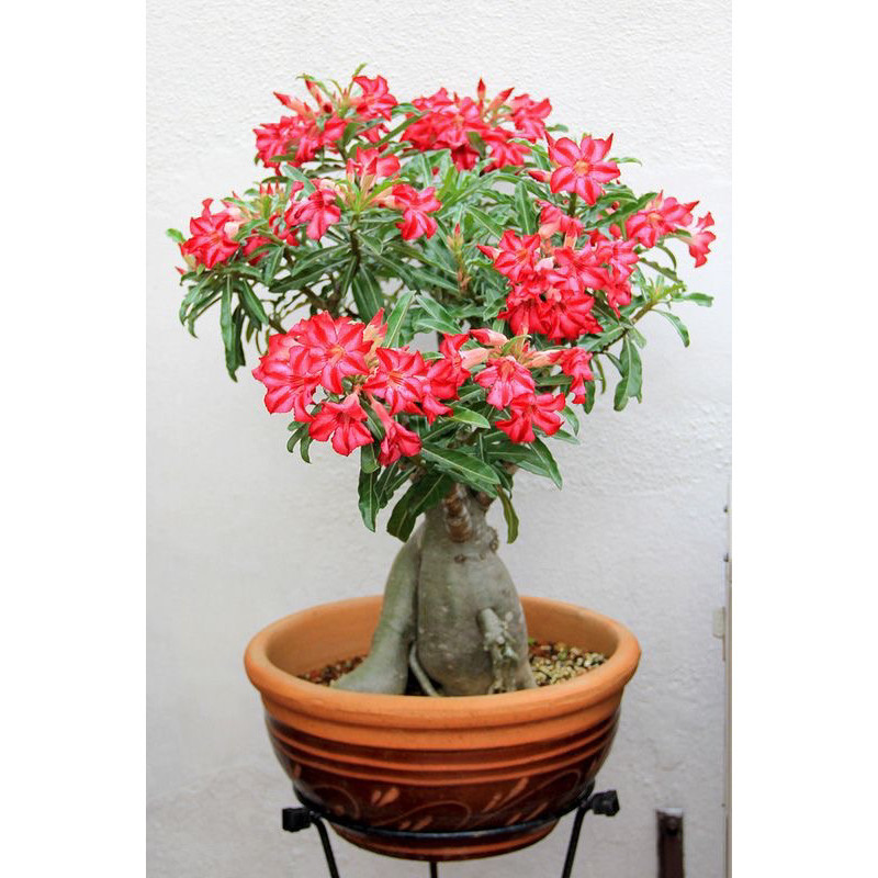 Jual TERLARIS!TANAMAN BONSAI KAMBOJA ADENIUM BONSAI MULTICOLOR COCOK ...